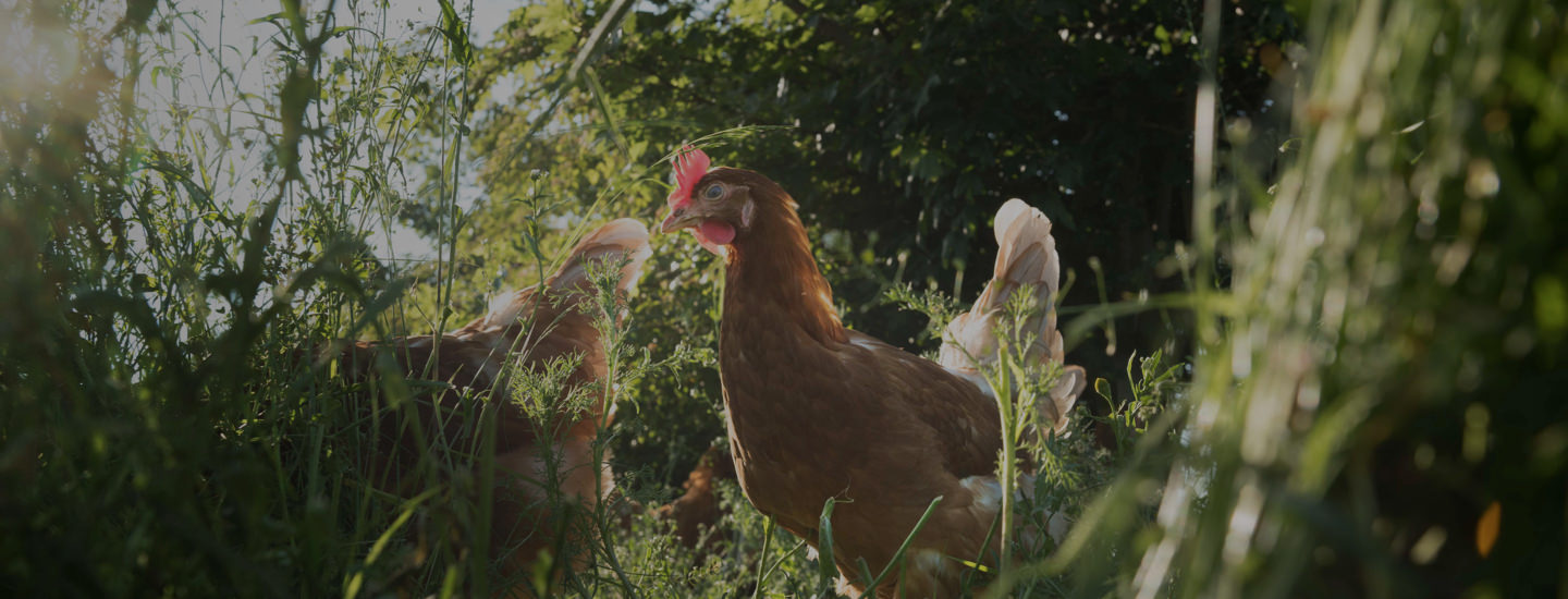 Quality Local Free Range Eggs | Chippindale Foods