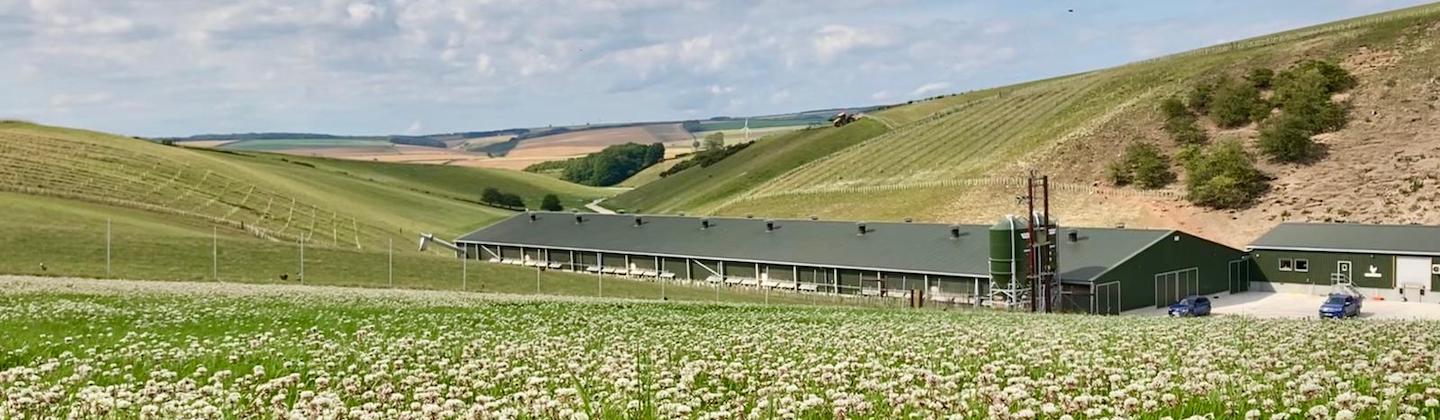 Quality Local Free Range Eggs | Chippindale Foods